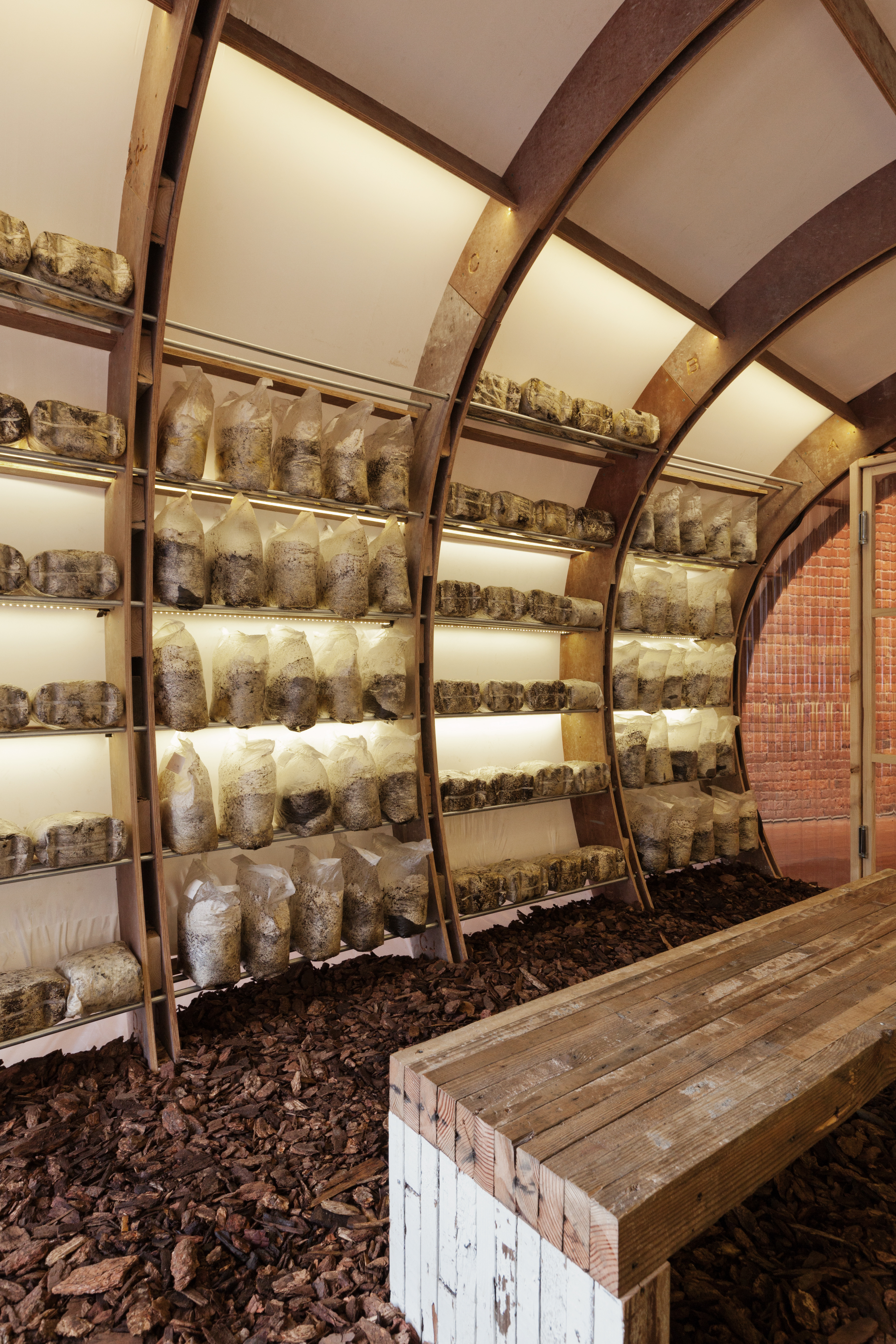 LSN : News : Fungi farm: CityLab7 yields to bean culture