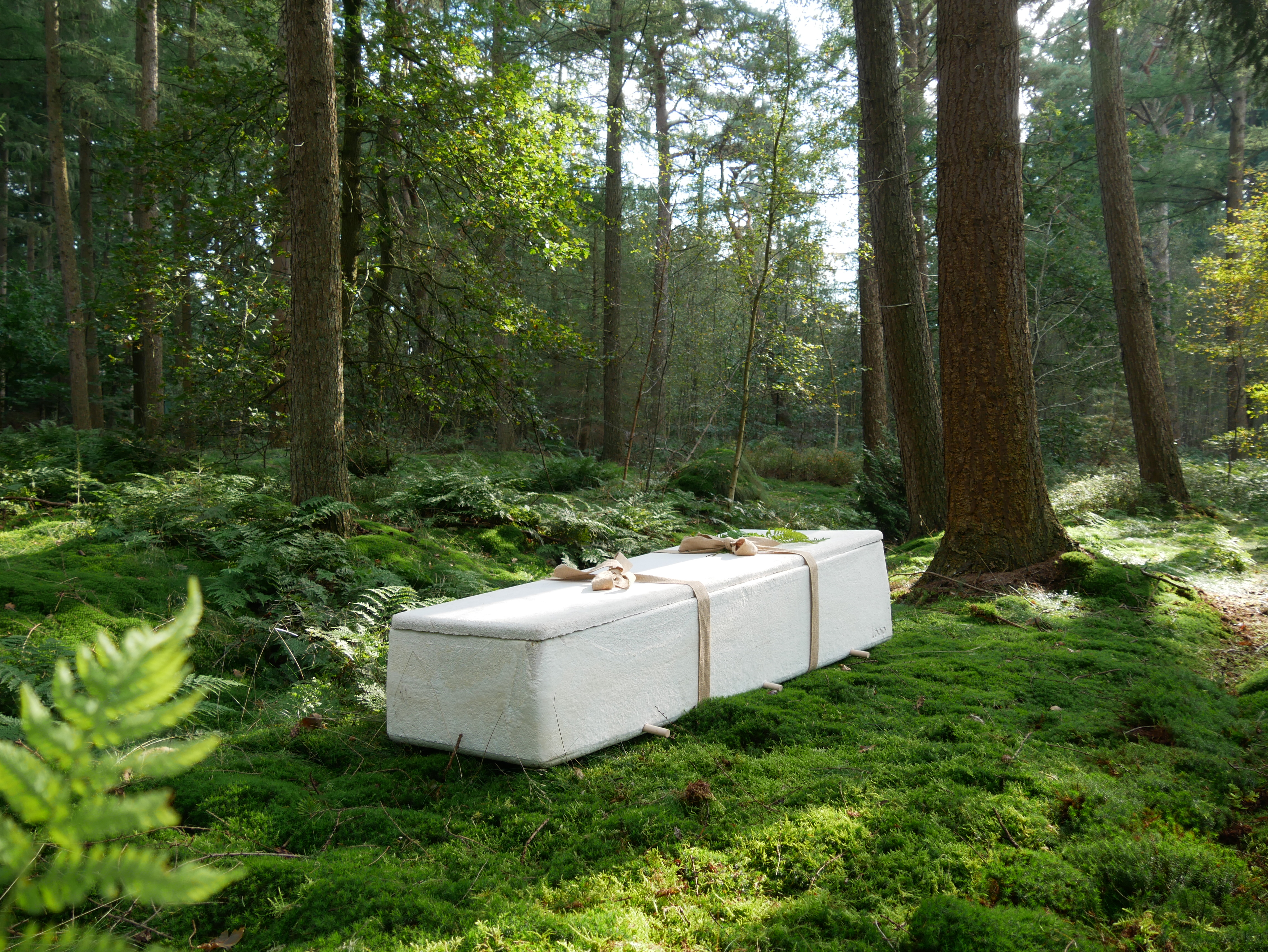 LSN : News : Mycelium coffins are now available via mainstream insurers
