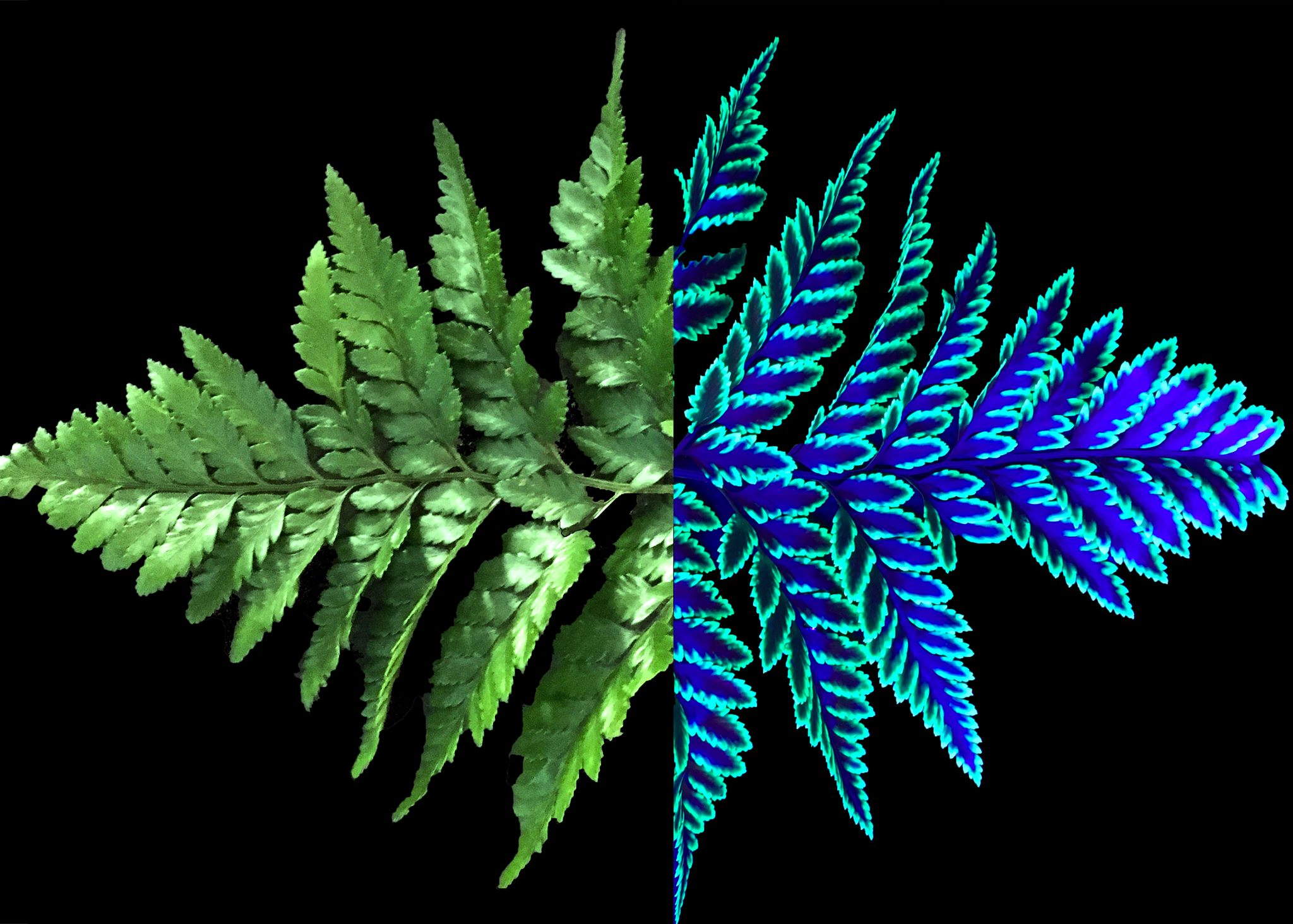 LSN : News : Bio-based serum transforms plants into fluorescent artworks