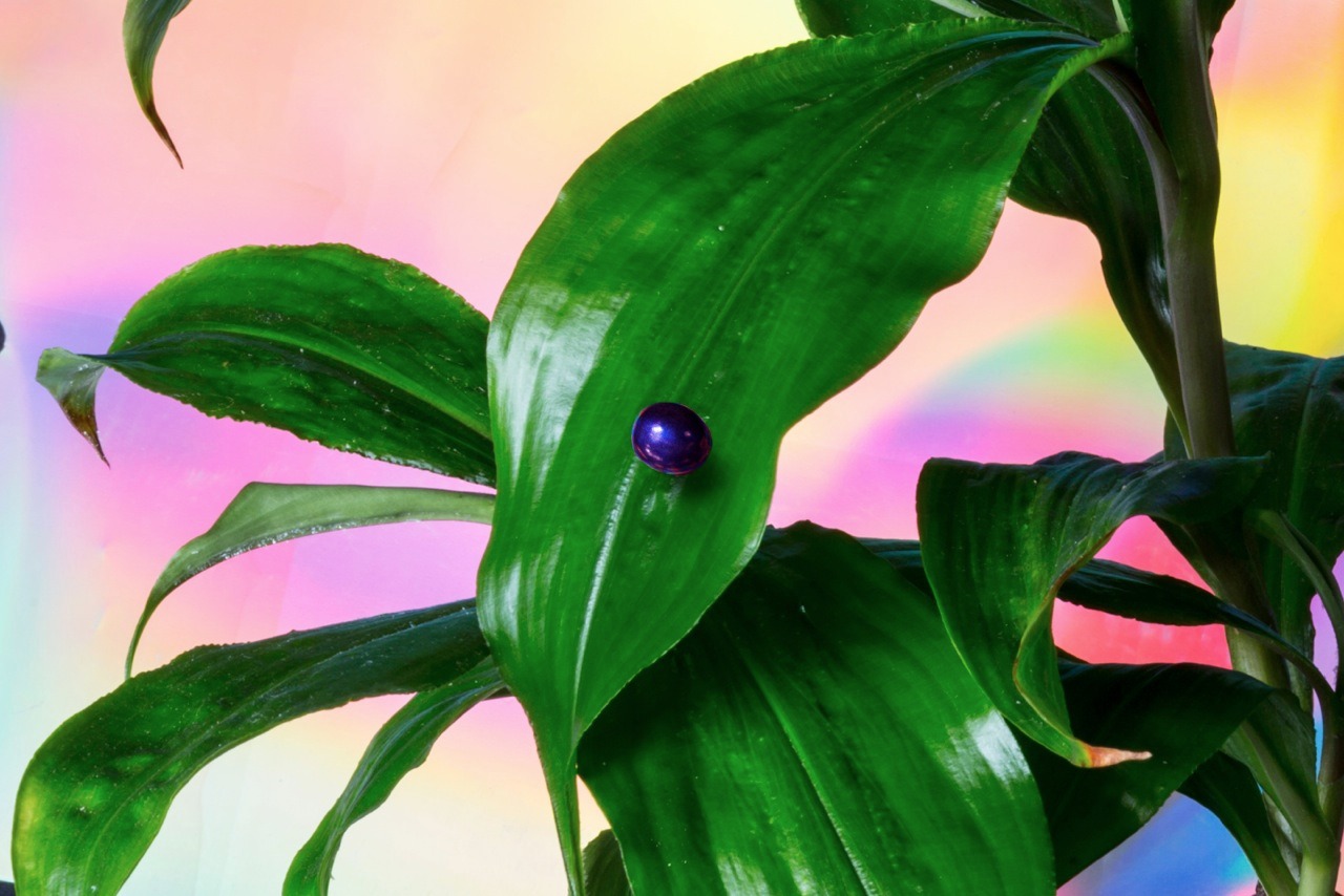 LSN : News : Berry beautiful: Bracelet made from iridescent fruit